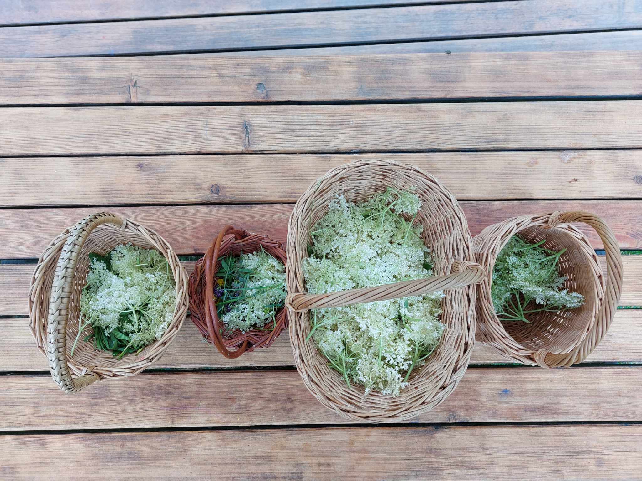 Jeden Strom Před bezem klekni Jeden Strom